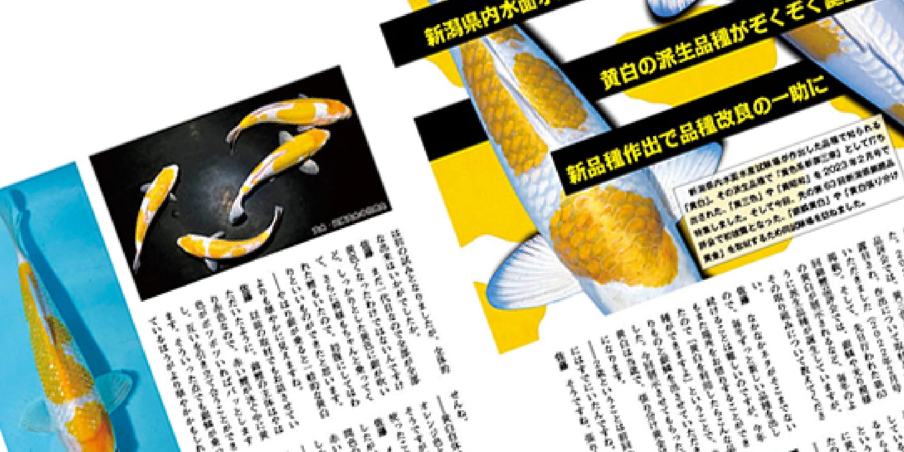 About All Japan Nishikigoi Promotion Association - All Japan Nishikigoi Promotion Association