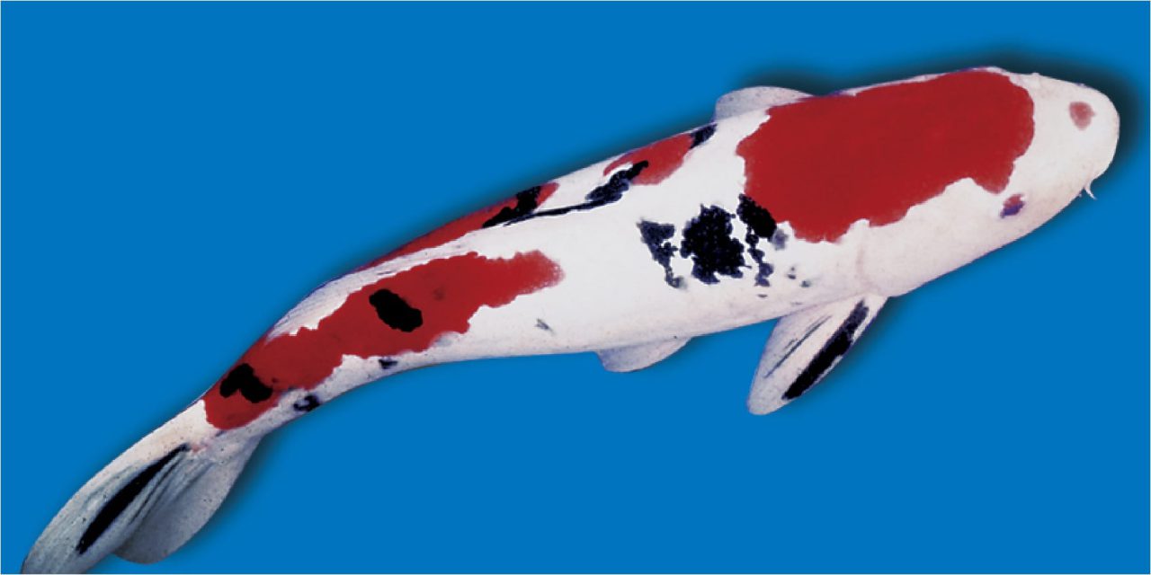 About Nishikigoi show - All Japan Nishikigoi Promotion Association