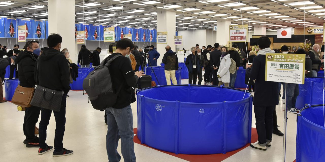 About Nishikigoi show - All Japan Nishikigoi Promotion Association