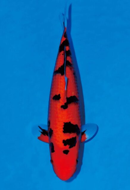 Bekko - Variety - All Japan Nishikigoi Promotion Association