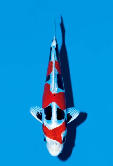 Kawarigoi - Variety - All Japan Nishikigoi Promotion Association