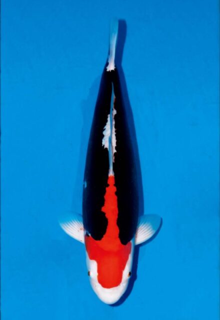 Kumonryu - Variety - All Japan Nishikigoi Promotion Association