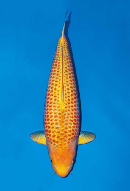 Kawarigoi - Variety - All Japan Nishikigoi Promotion Association