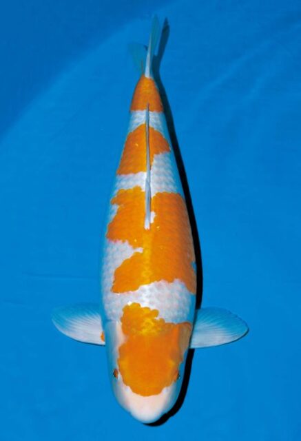 Kawarigoi - Variety - All Japan Nishikigoi Promotion Association