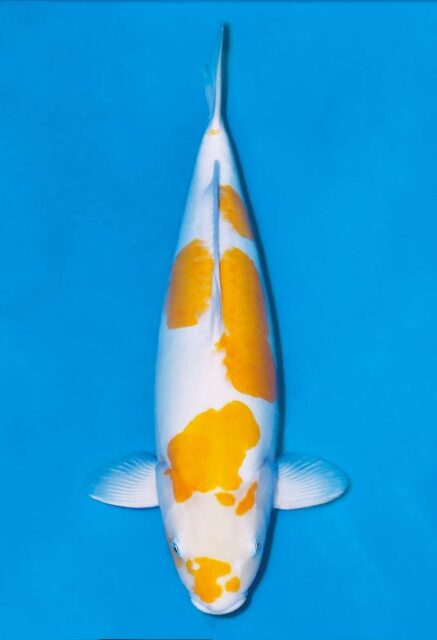 Kawarigoi - Variety - All Japan Nishikigoi Promotion Association