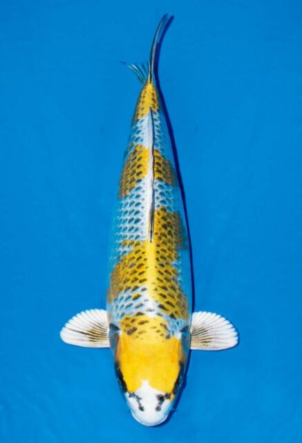 Kawarigoi - Variety - All Japan Nishikigoi Promotion Association