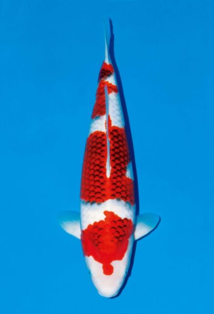 Koromo - Variety - All Japan Nishikigoi Promotion Association