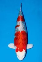 Kujaku - Variety - All Japan Nishikigoi Promotion Association
