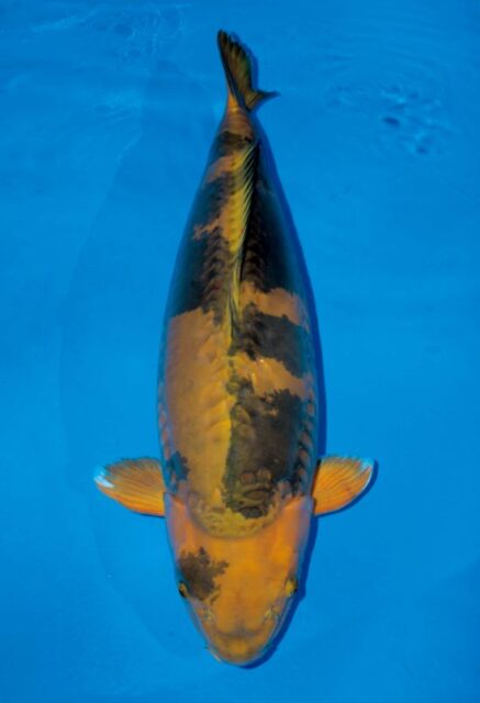 ドイツ鯉 - 錦鯉の品種 - 全日本錦鯉振興会