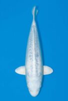 光り無地 - 錦鯉の品種 - 全日本錦鯉振興会